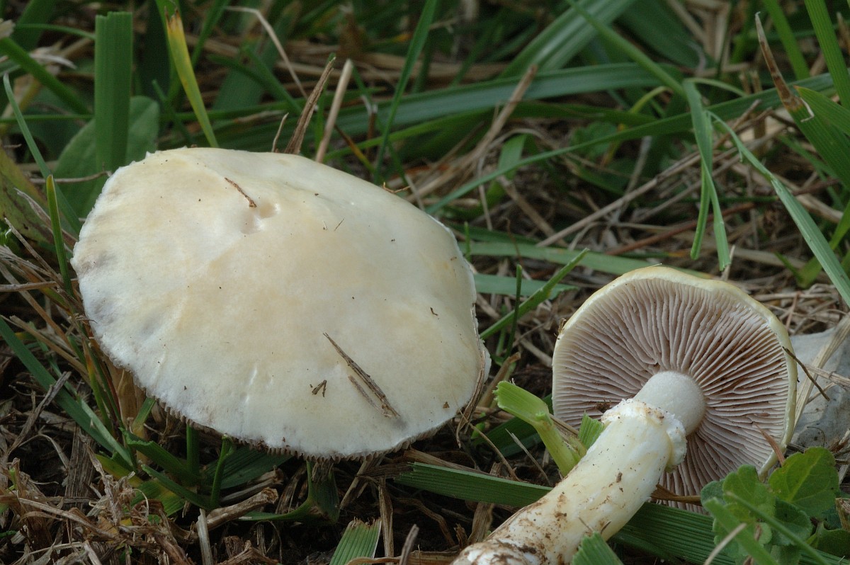Agaricus arvensis, Horse Mushroom